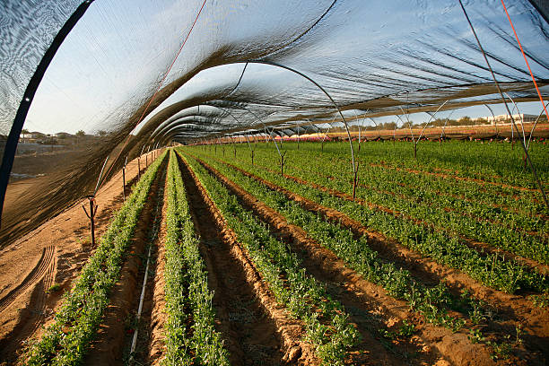 What are Shade Net Houses? Its Benefits, Applications, Cost, and More ...